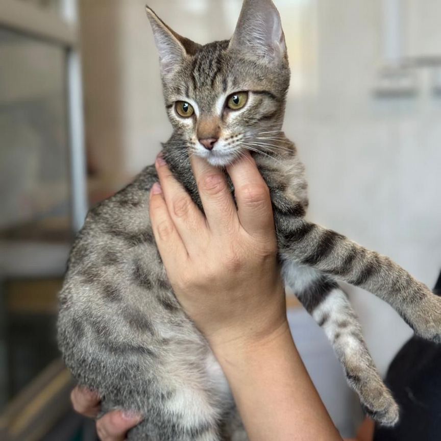 Котенок Васька