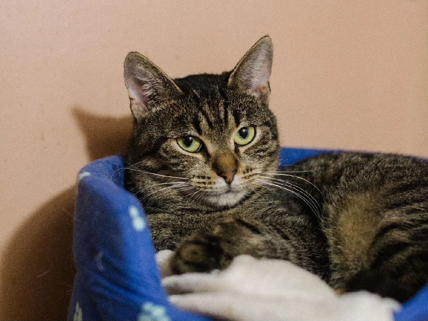 Ласковая кошечка Ангелина в добрые руки