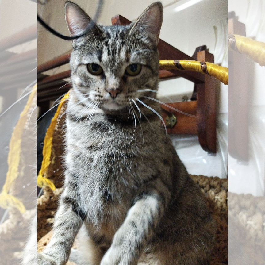 Кошка -друг