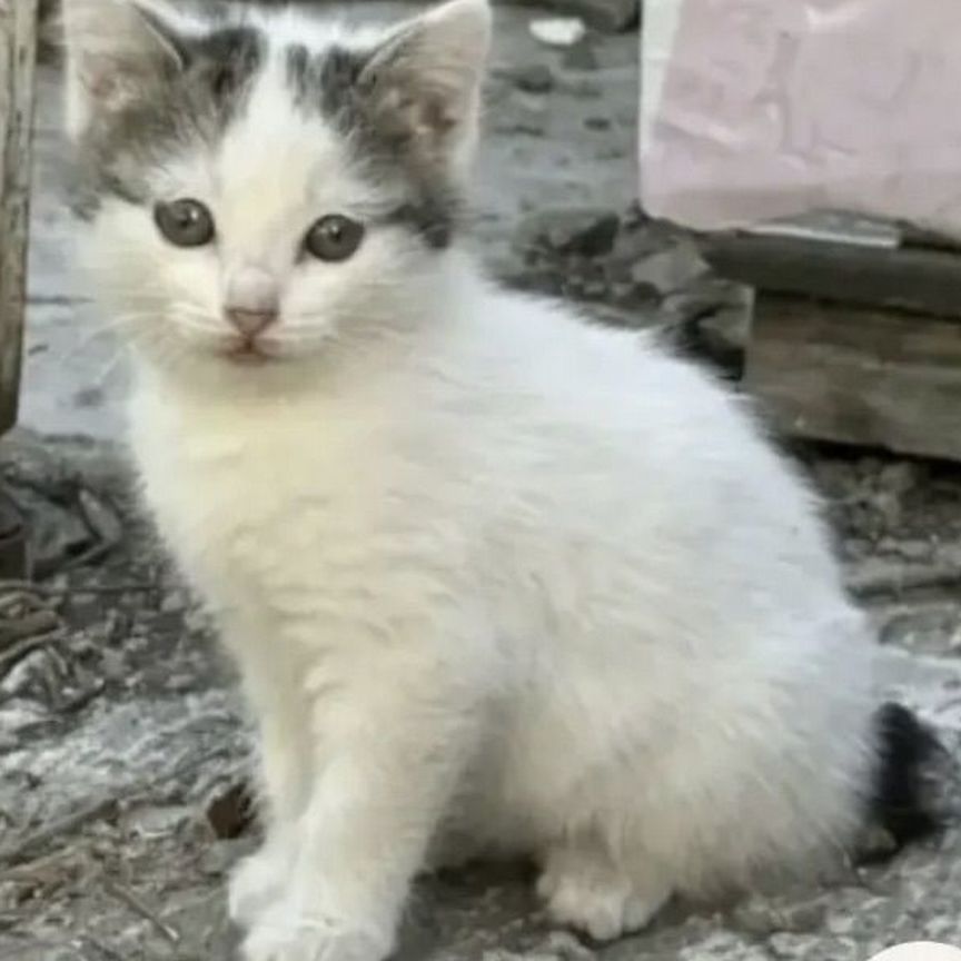 Котёнок в добрые руки