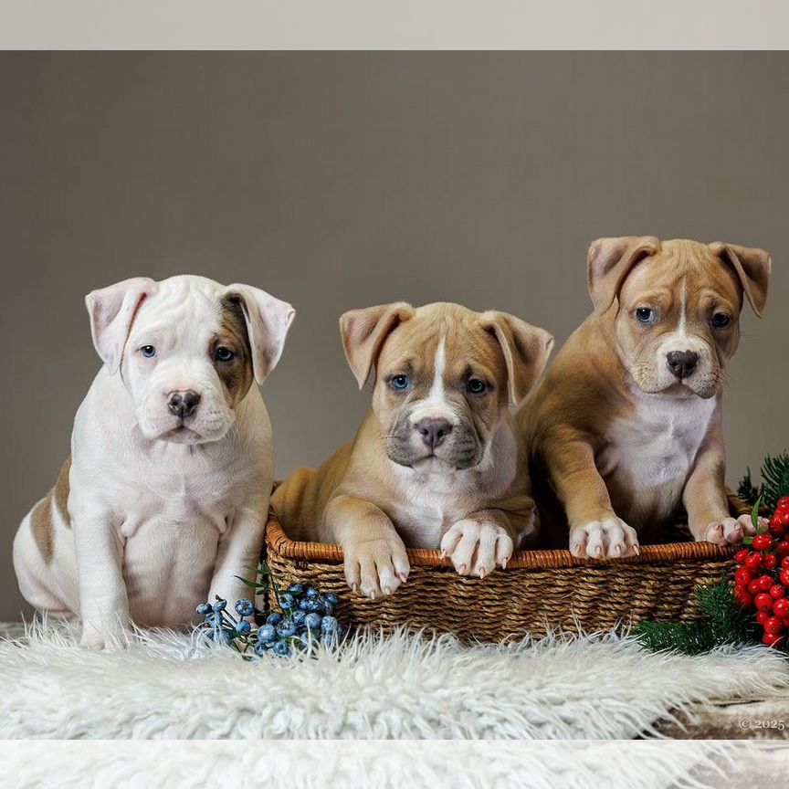 Американский булли, щенок