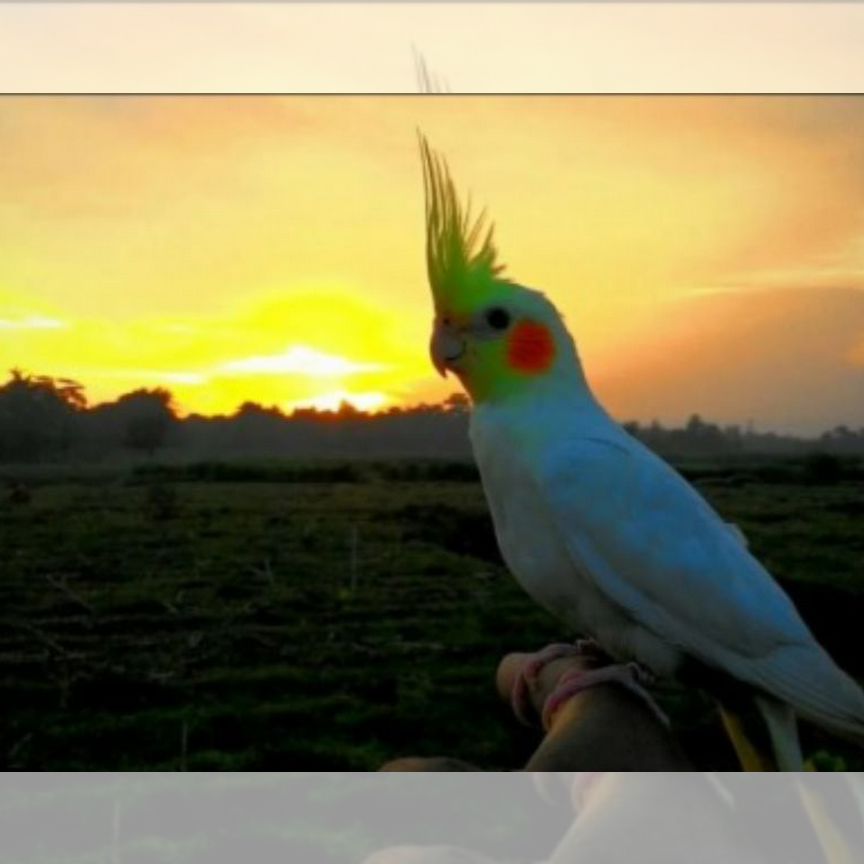 Попугай корелла