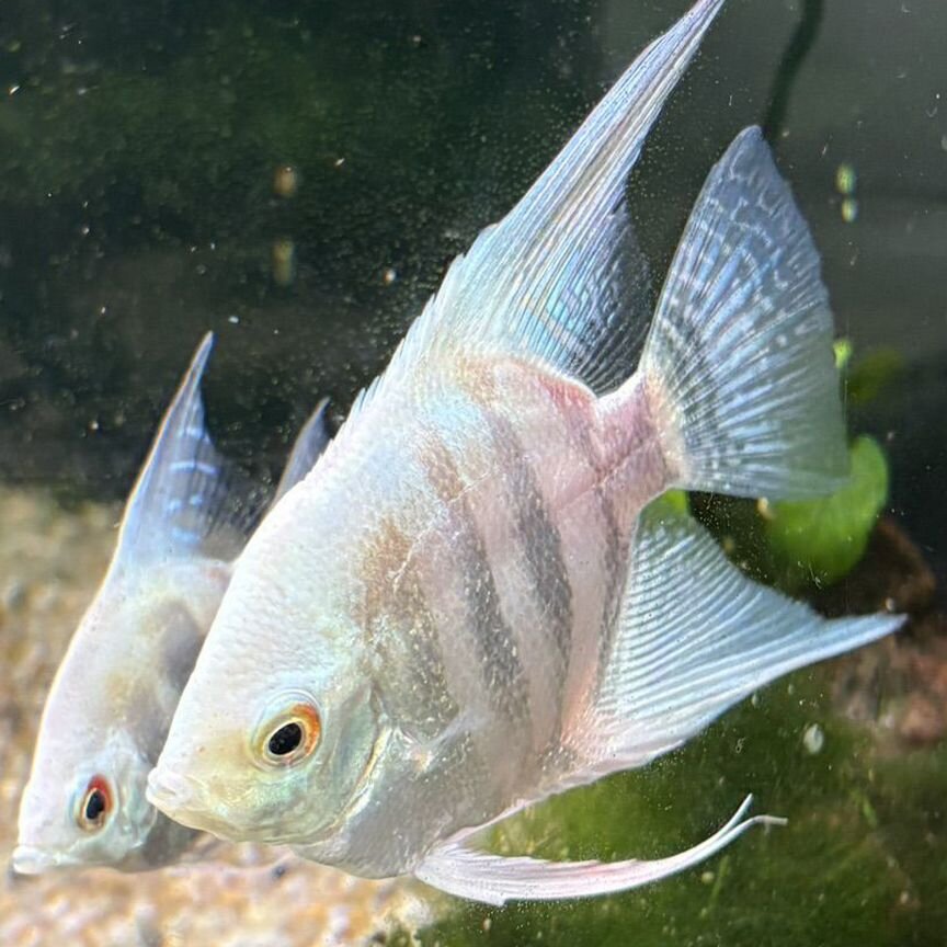 Рыбки скалярии и неоны черные