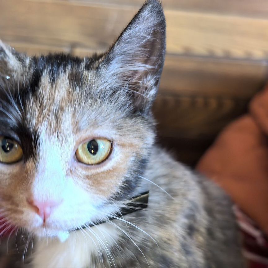 Котята девочки