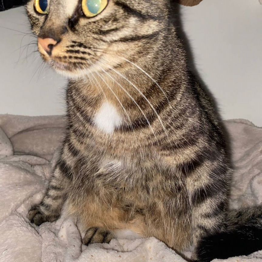 Домашняя кошка девочка кличка Соня 7 лет