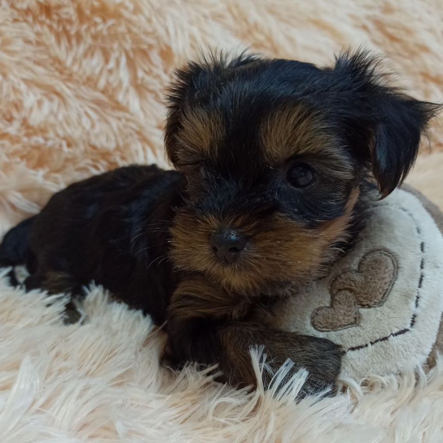 Йоркширский терьер, щенок