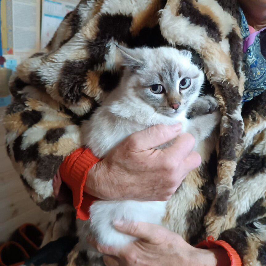 Кот 4 мес.Невская маскарадная