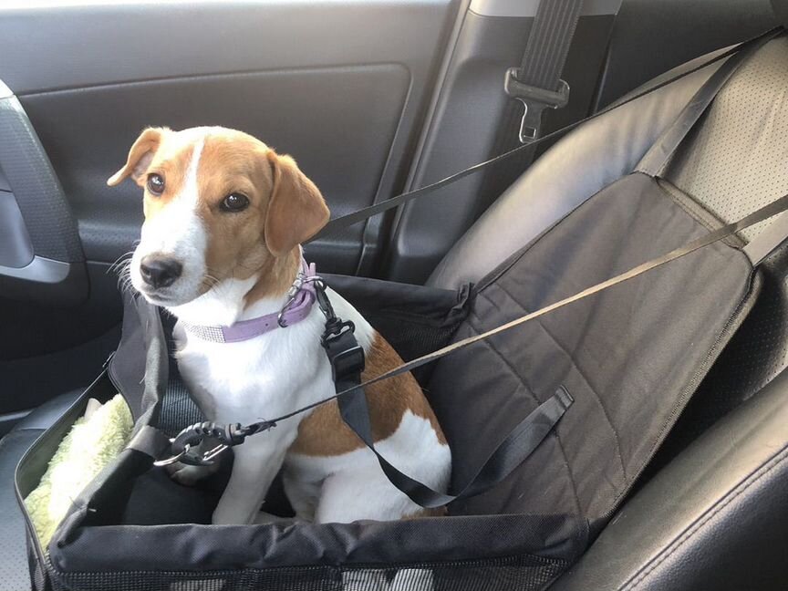 Отдам в надежные руки джэк рассела, девочку