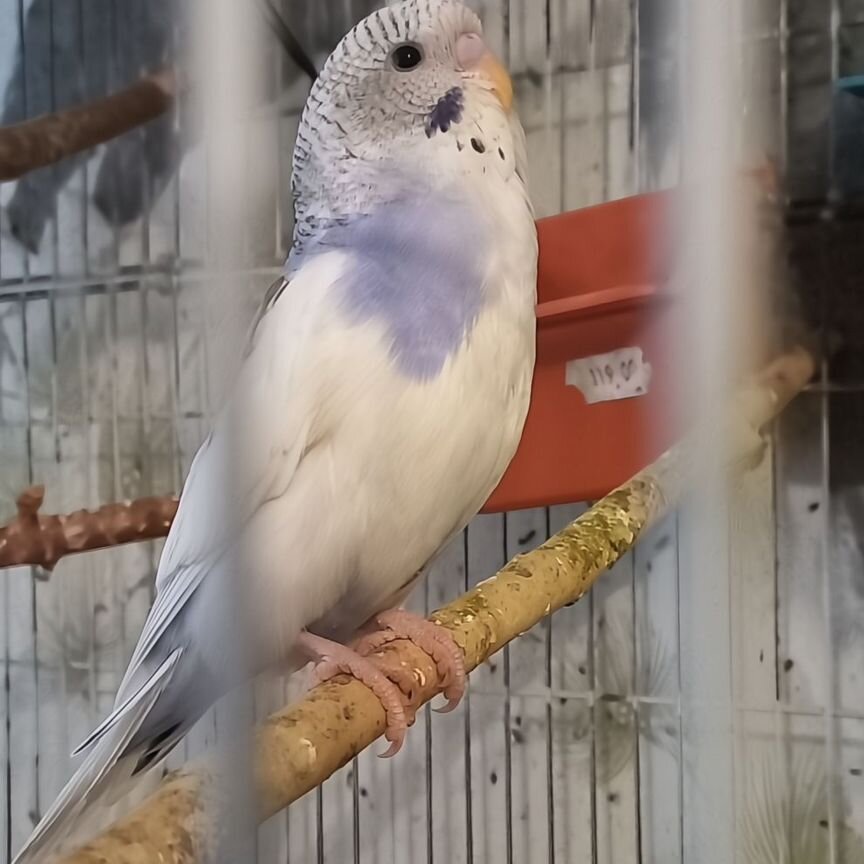 Птенцы волнистый попугай спб