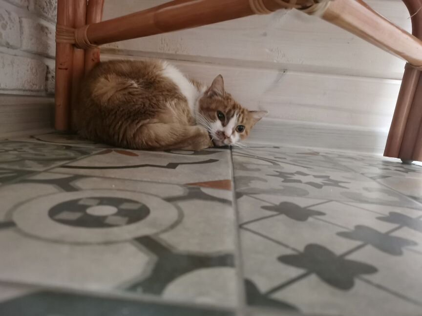 Уличный брошенный кот