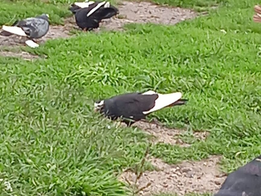 Голуби курские