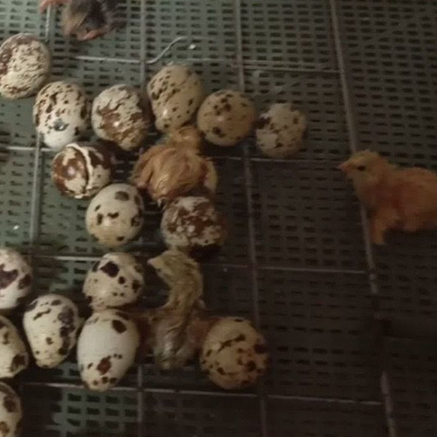 Перепела суточные