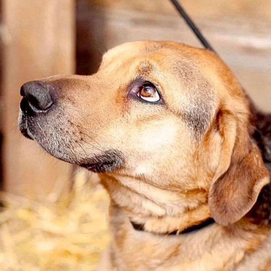 Собаку бросил хозяин-нужен дом