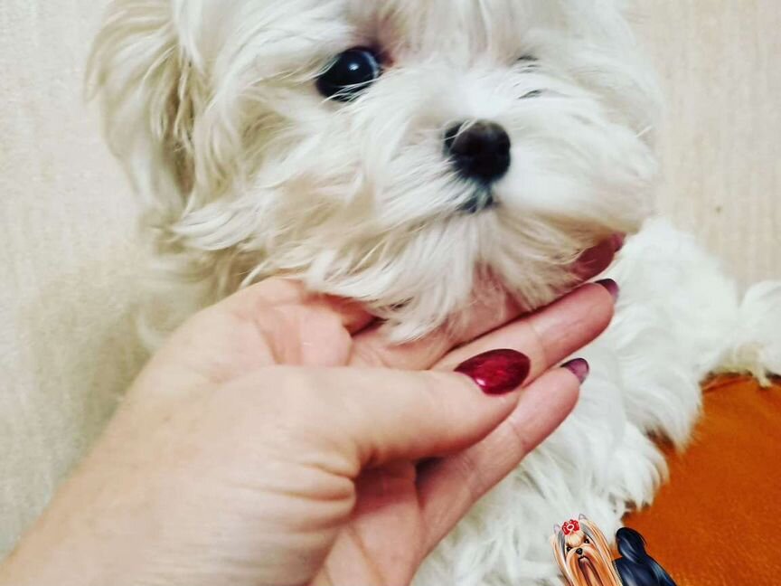 Щенки мальтийской болонки mini