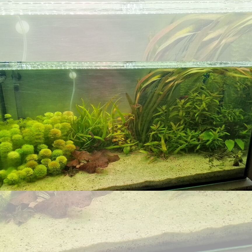 Растения для аквариума