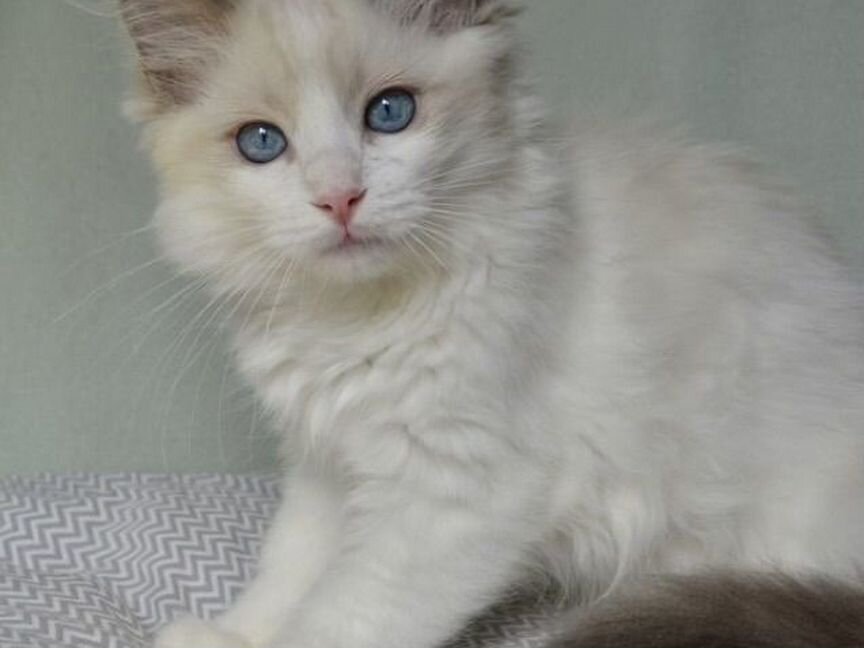 Нежный котик регдолл с документами