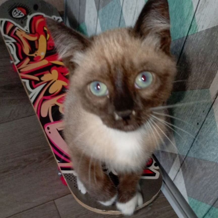 Котёнок в добрые руки