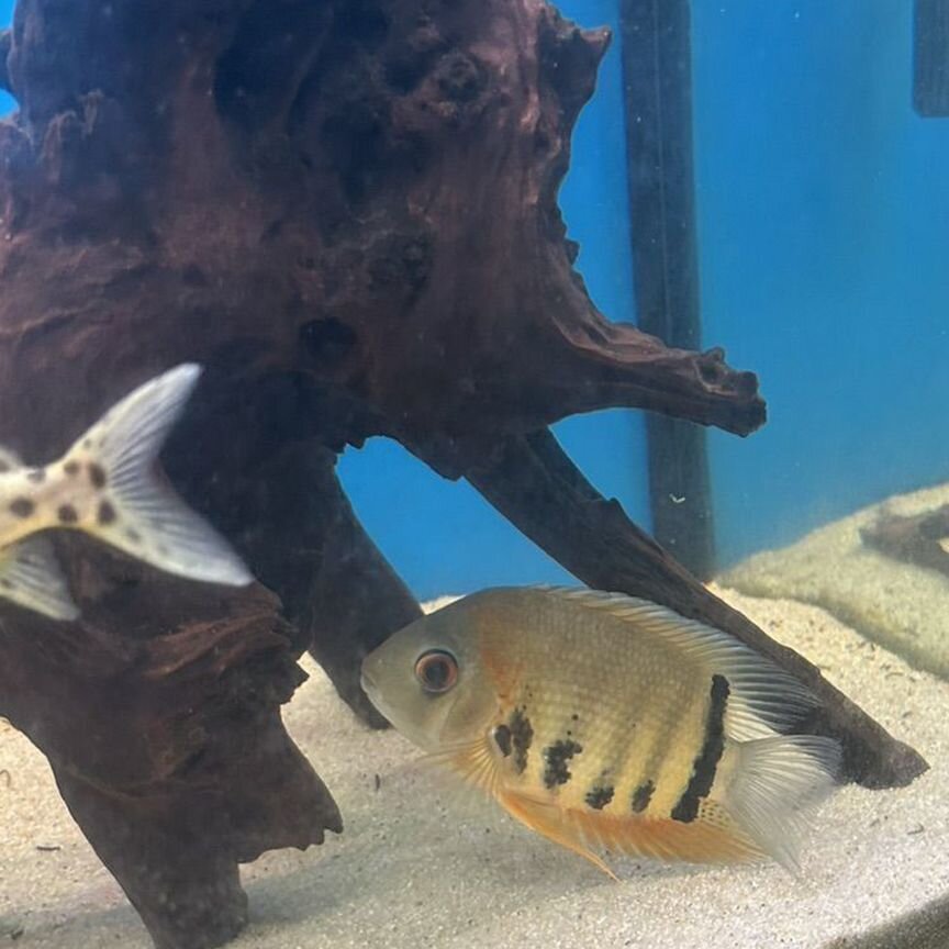 Северум красноплечий