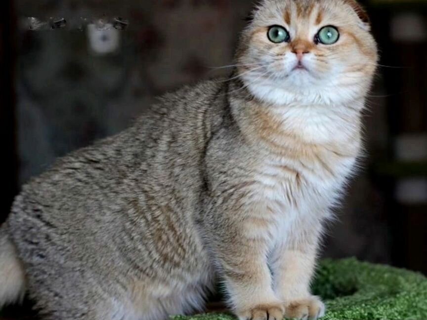Шотландская идеальная кошка в хорошие руки