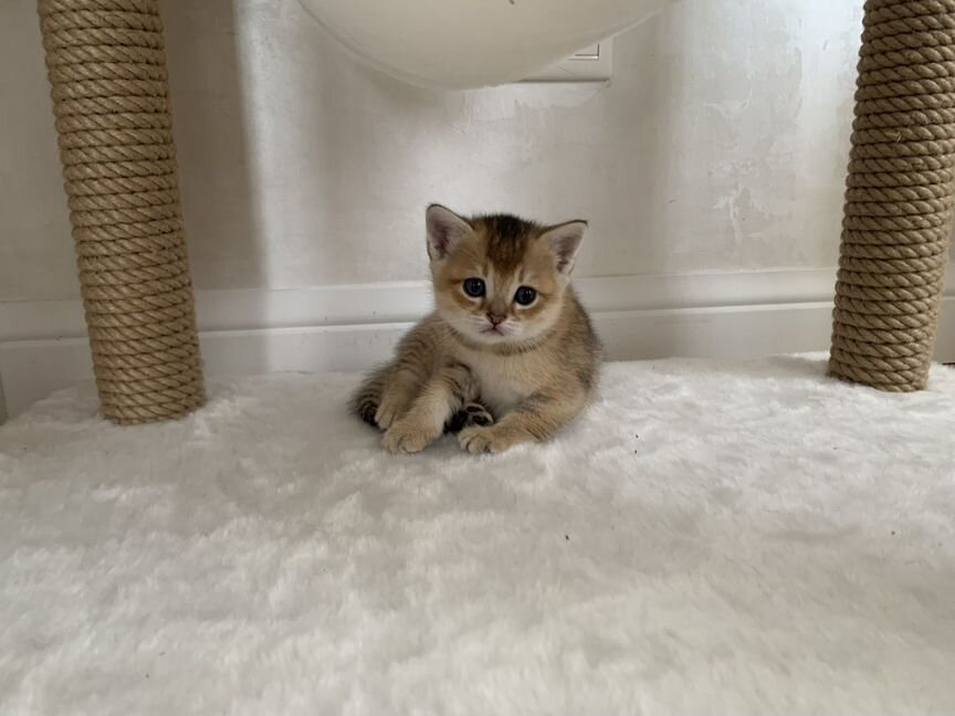 Котенок (девочка)