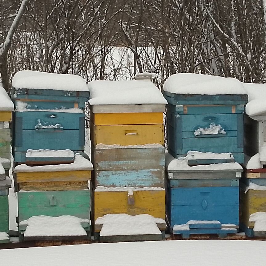 Ульи для пчел