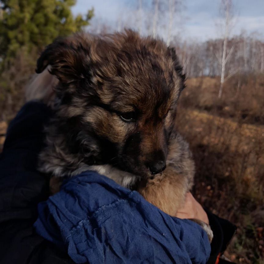 Щенки