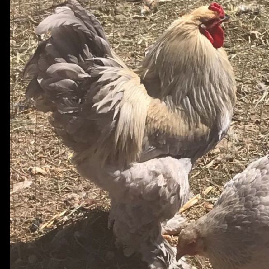 Инкубационное яйцо брама изабель, фавероль