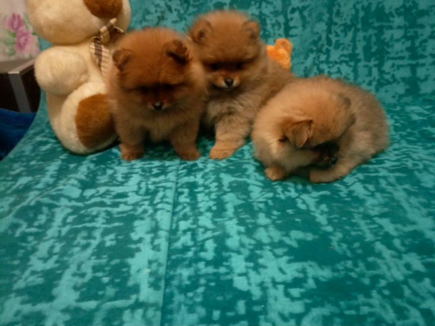 Щенки шпица