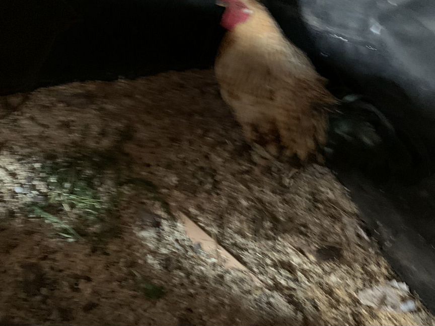 Питух молодой