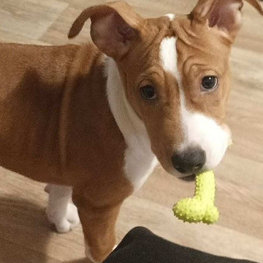 Стаффордширский бультерьер, щенок