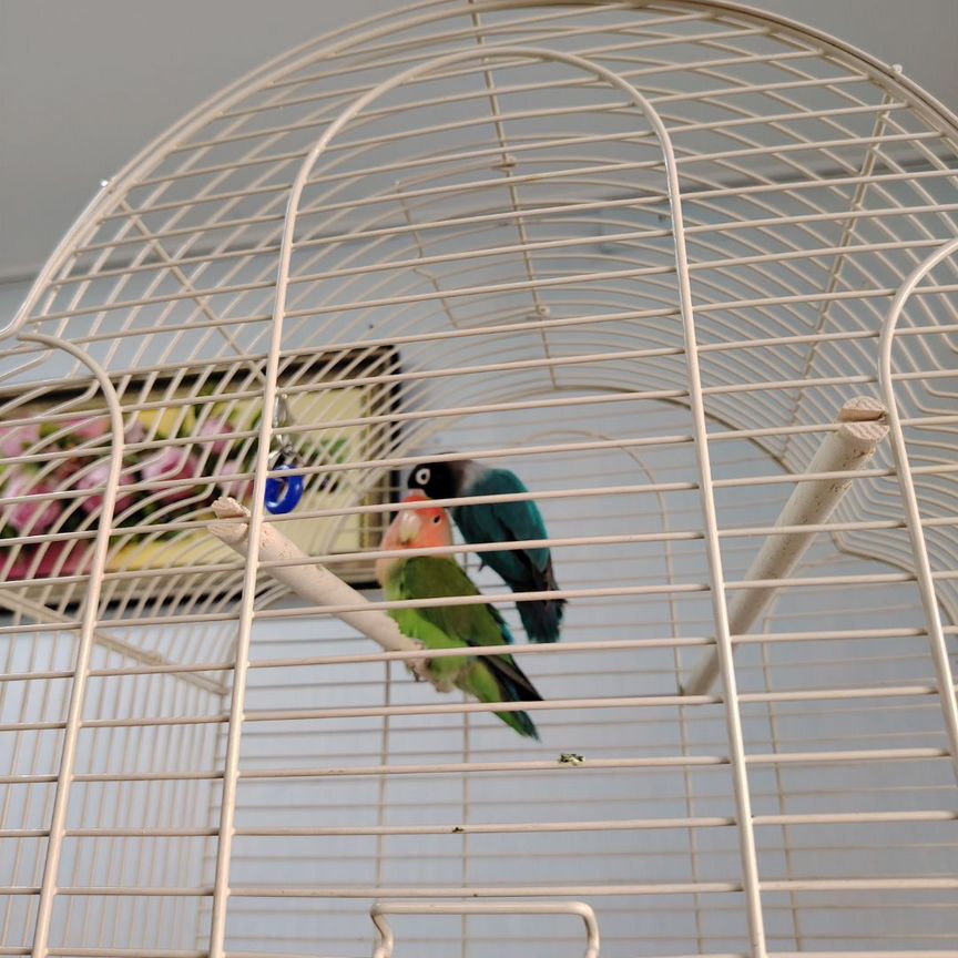 Попугай неразлучники с клеткой