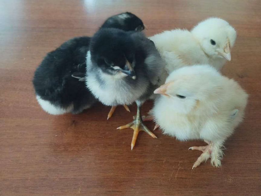 Цыплята Бресс-гальские