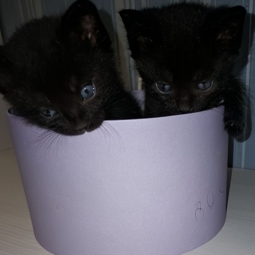 Британский короткошёрстный котёнок