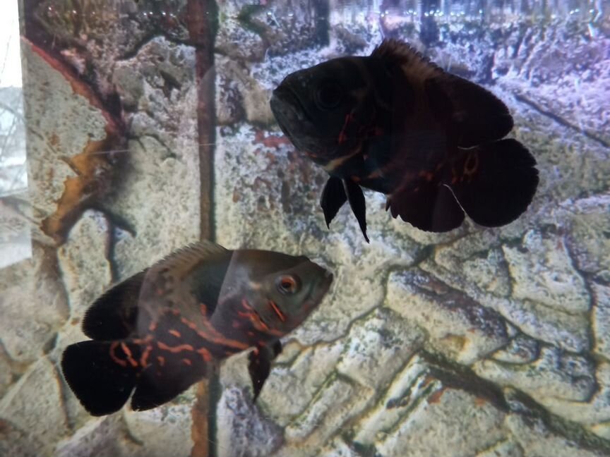 Аквариумные рыбки