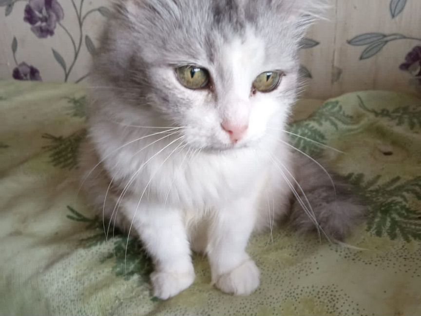 Кошка