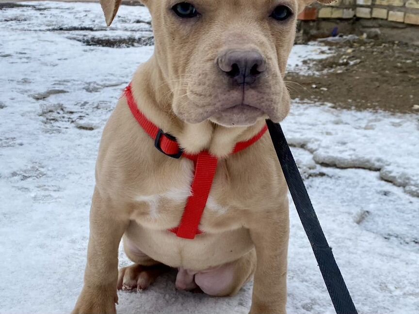 Итальянский кане корсо щенок мальчик