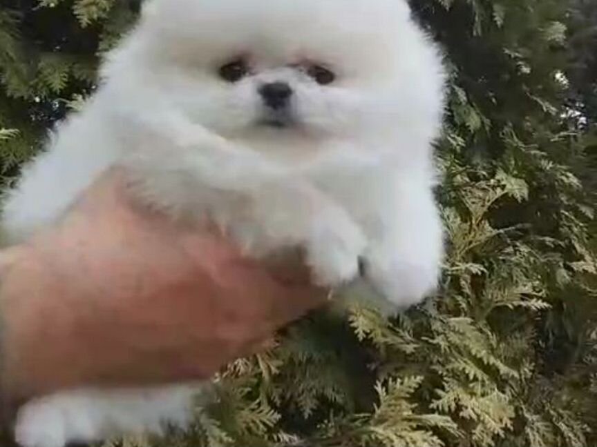 Шпиц