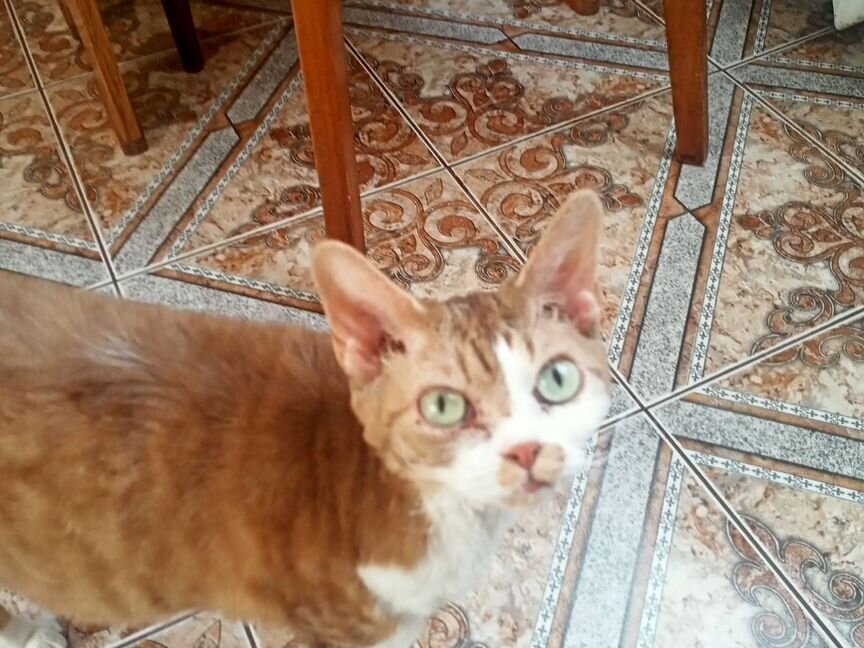 Девон-рекс кошка,4 года