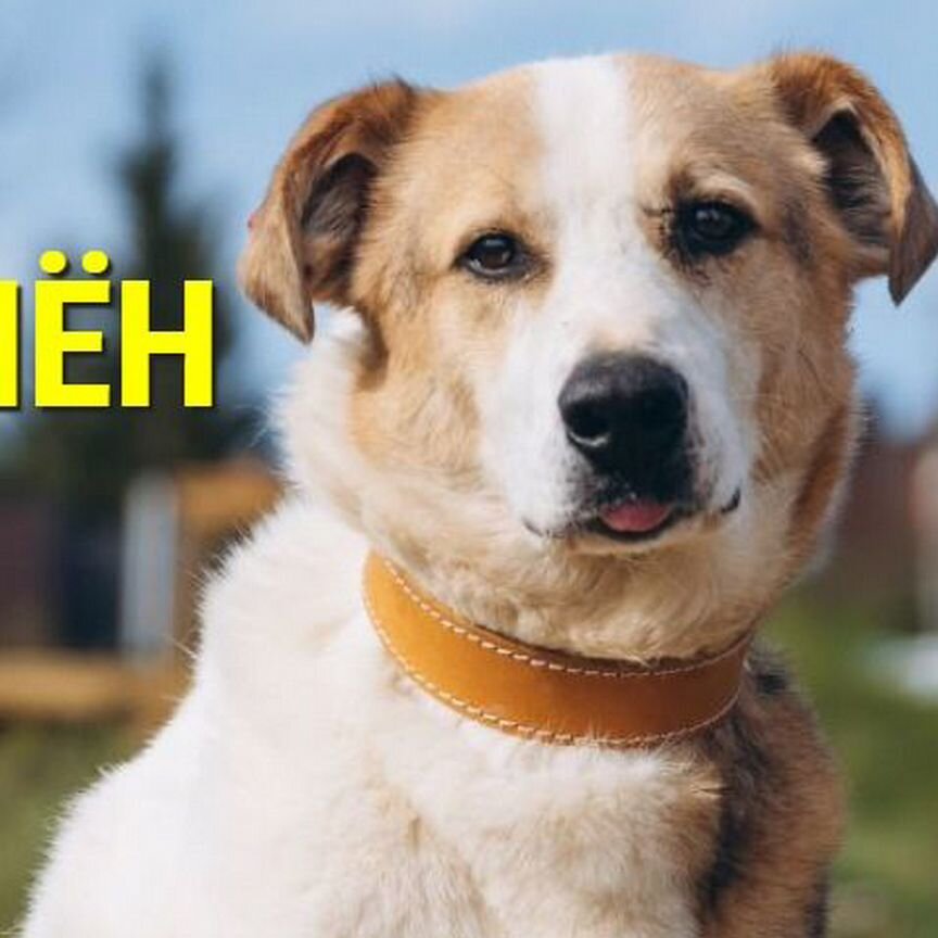 Взрослый пёс в добрые руки