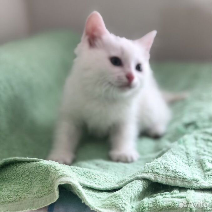 Гарри ищет дом