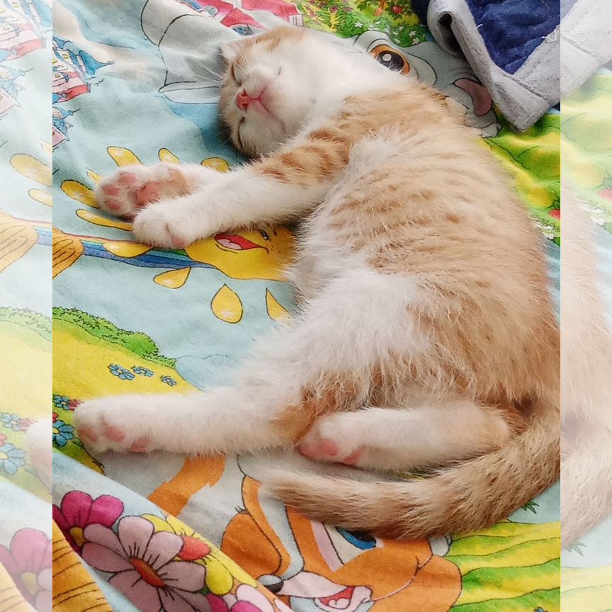 Даня ищет дом