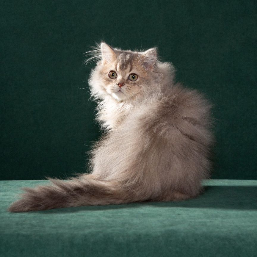 Котята хайленд страйт