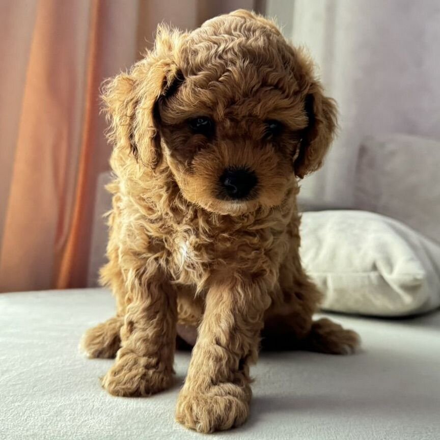 Мальтипу, щенок