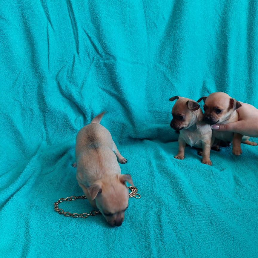 Той-терьер щенки