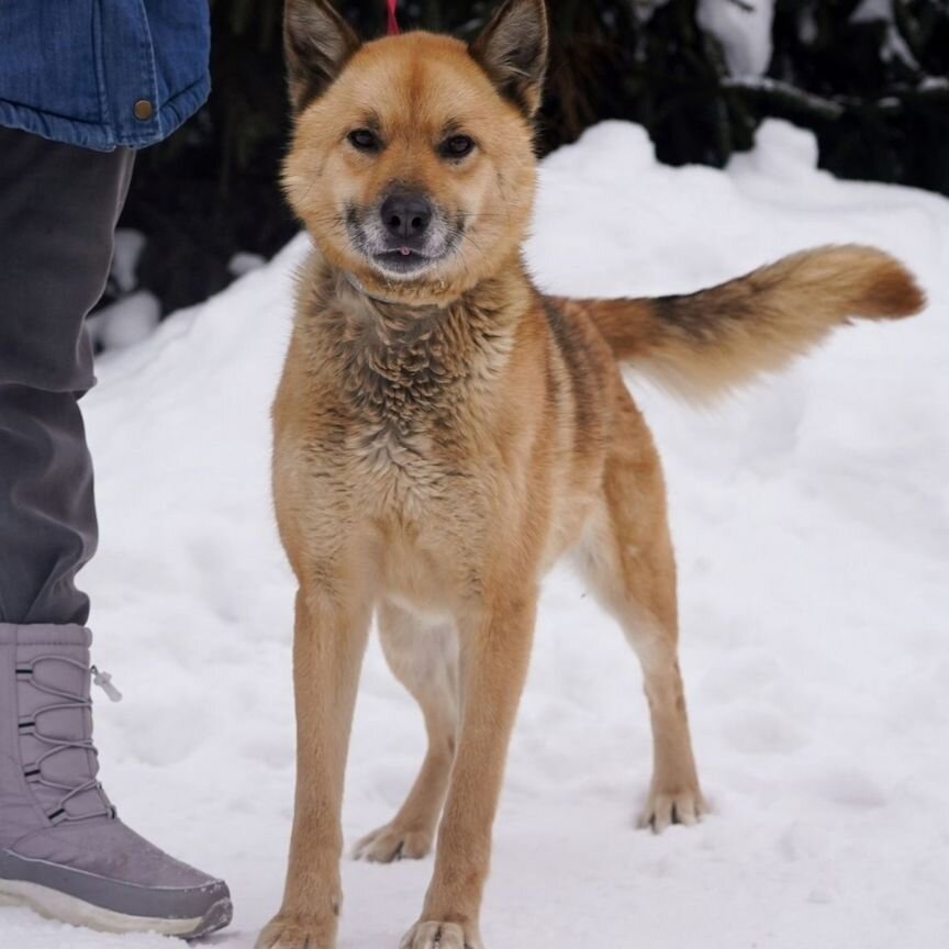 Немецкая овчарка, взрослая собака