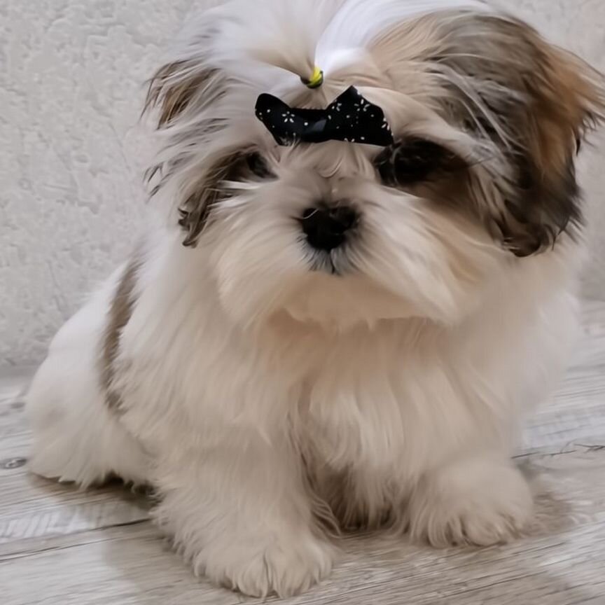 Ши-тцу, щенок