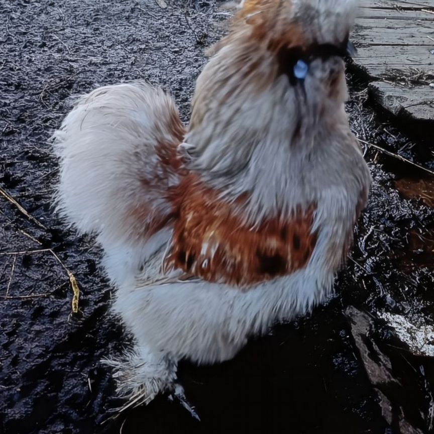 Петух китайский шелковый