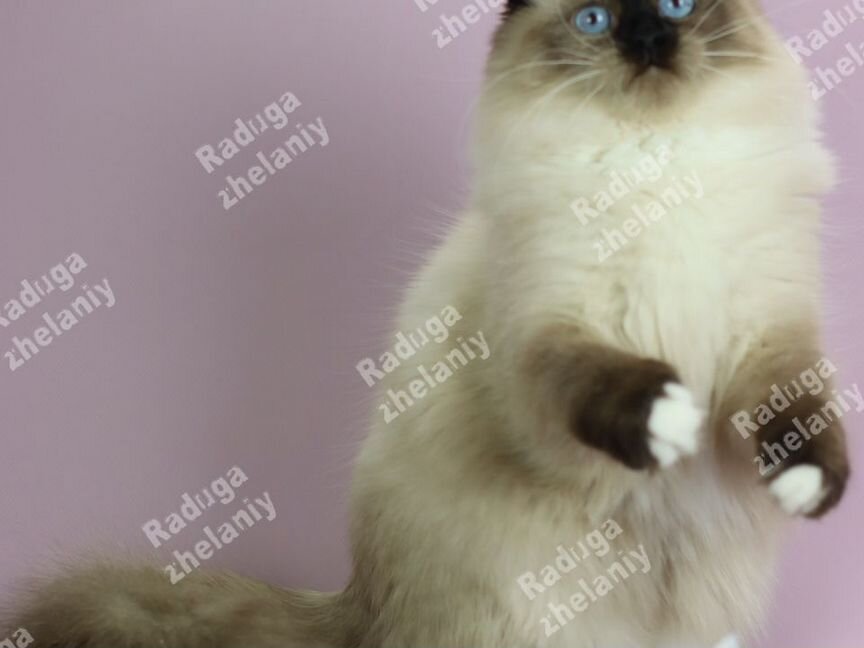 Невская маскарадная