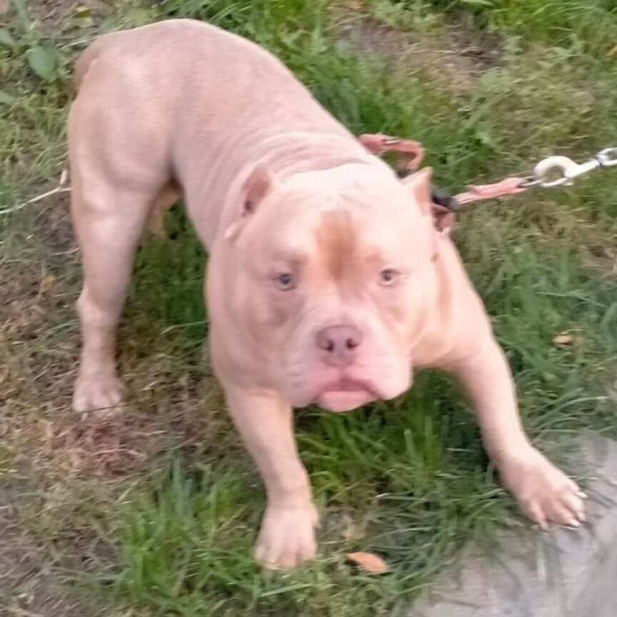 Американский булли покет вязка