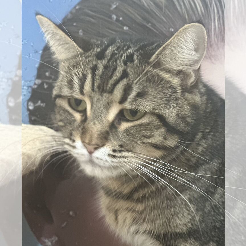 Взрослая кошка в добрые руки